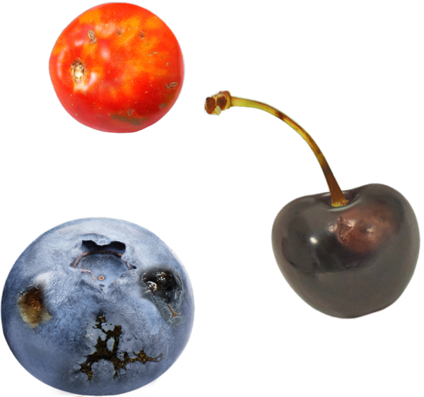 Grade fruit and vegetables with high speed and consistent quality - Elifab